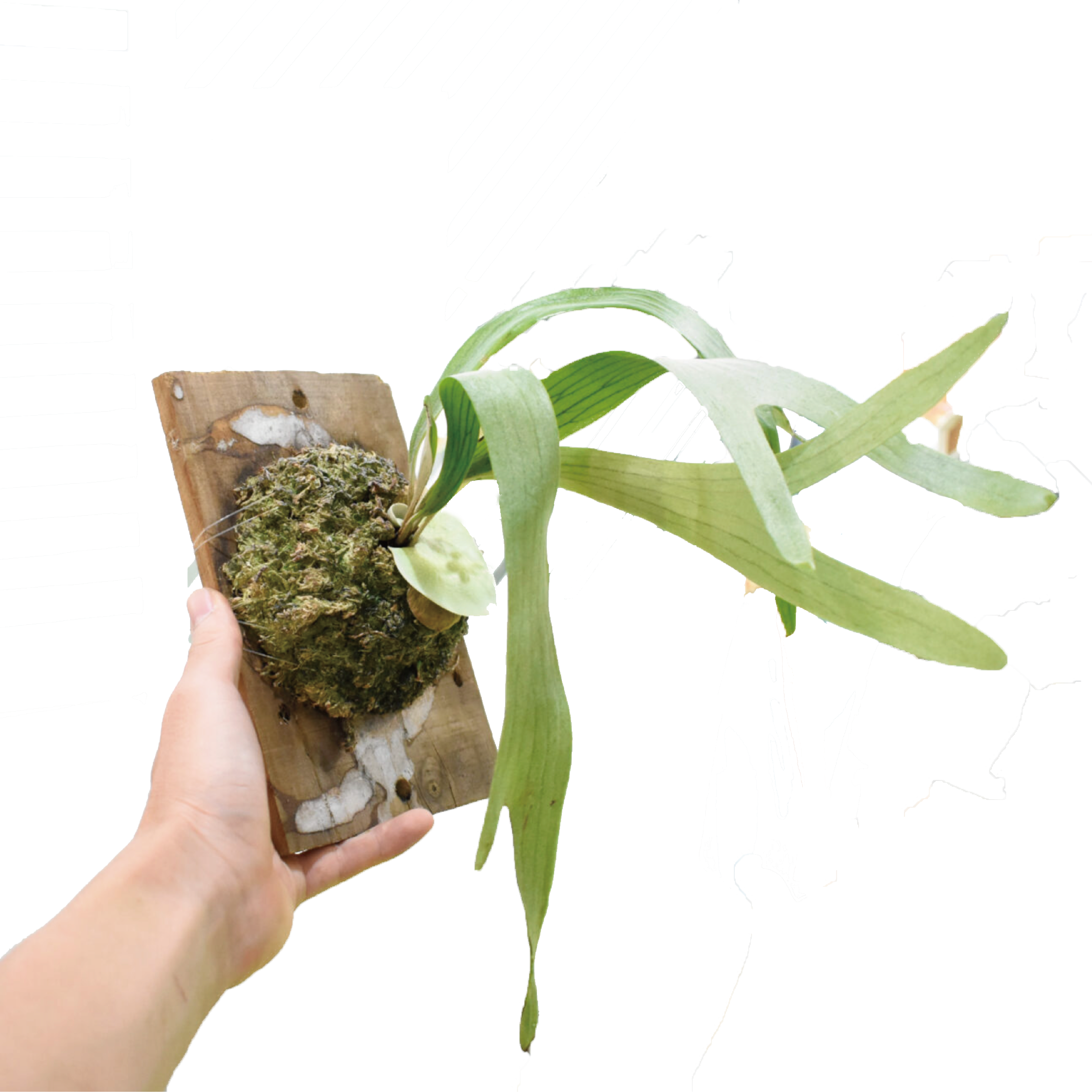 グリーン・ジャングル ！ コウモリランの株分けをしよう！ » モ！アソビ MO!asobi